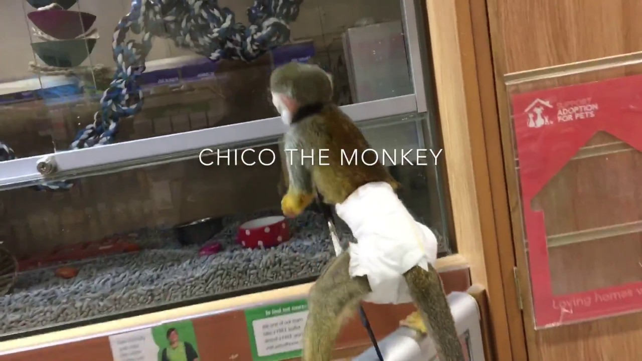 MONKEY IN PETS AT HOME UK. chico the monkey - YouTube