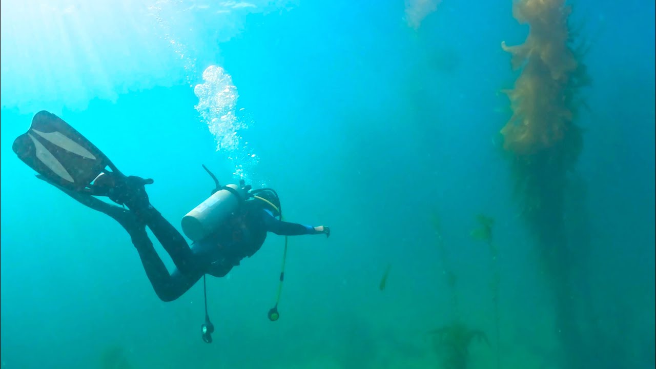 Channel Islands Diving Aug 2022 on Spectre Dive Boat - YouTube