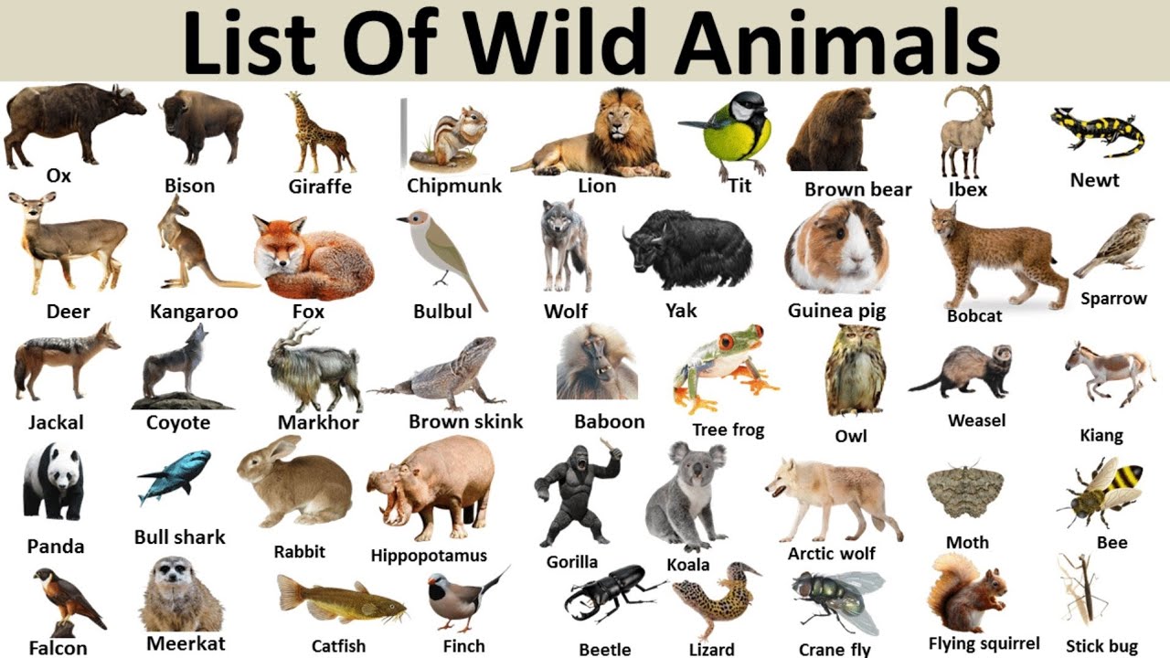 Wild Animals Name List With Picture