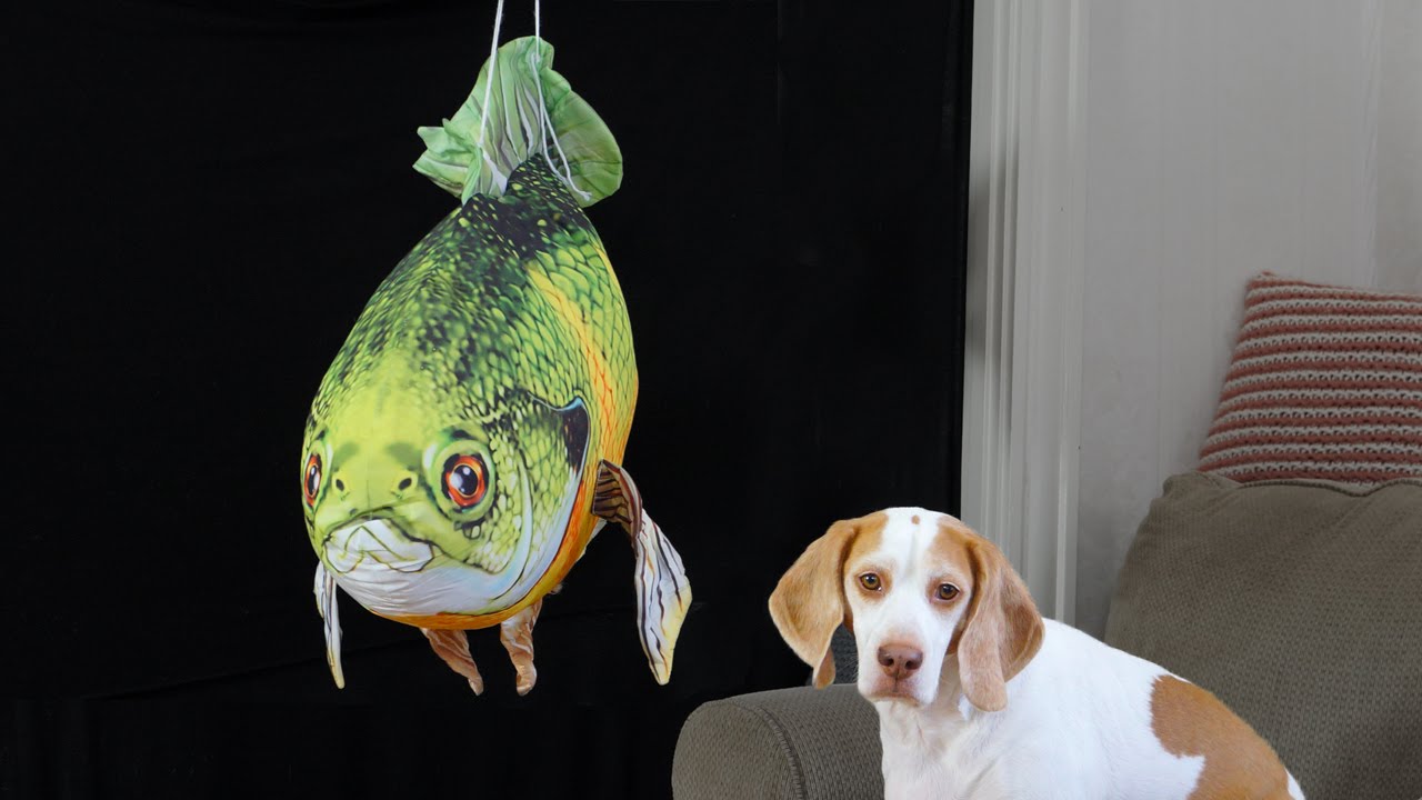 Dog Surprised by Giant Fish: Cute Dog Maymo - YouTube
