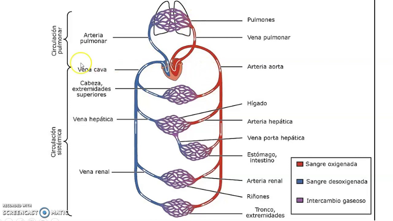 Circulación sistemática y pulmonar - YouTube