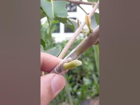BUDDING FRUIT TREES TECHNIQUE | JAVA PLUM - YouTube