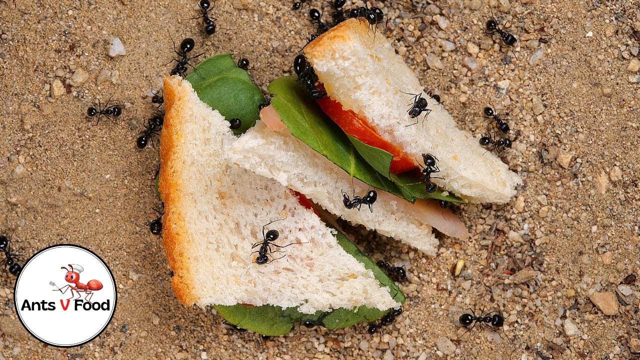 Ant Colony vs Turkey Sandwich Time Lapse - YouTube