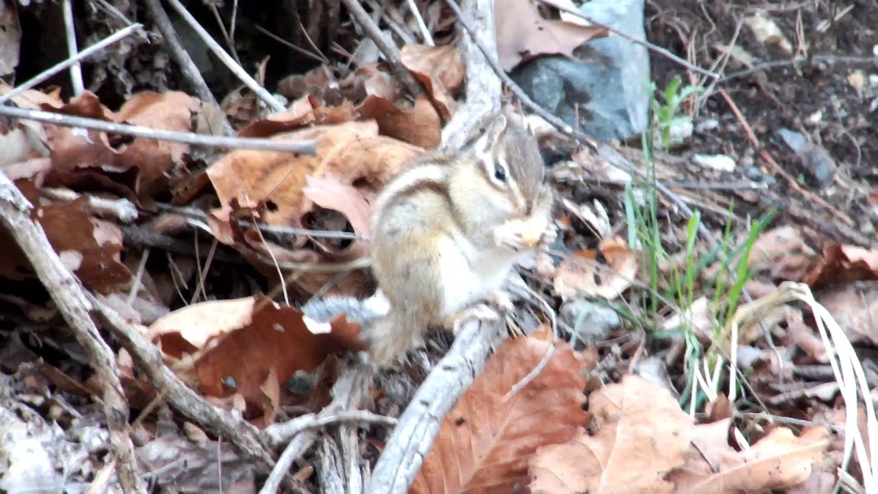 korean chipmunk eating an acorn (대구 앞산 다람쥐) - YouTube