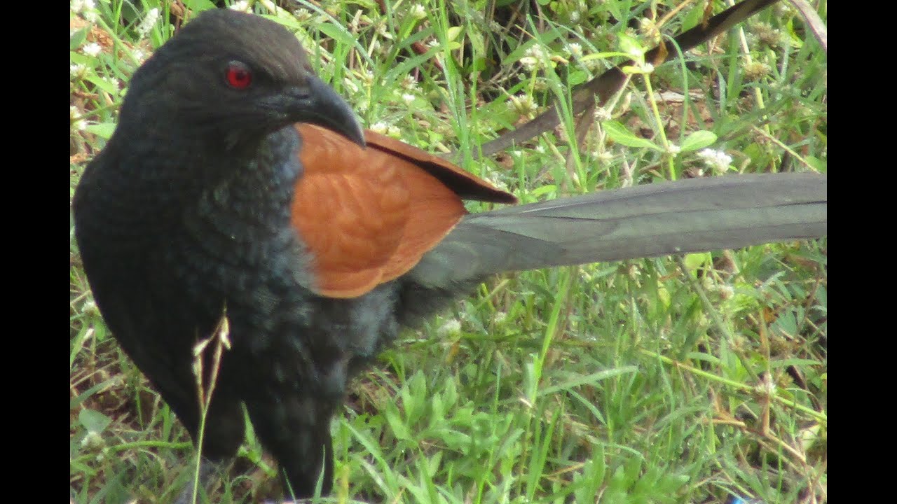 GREATER COUCAL BIRD VIDEO|| BHARADWAJ PAKSHI IN HINDI. - YouTube