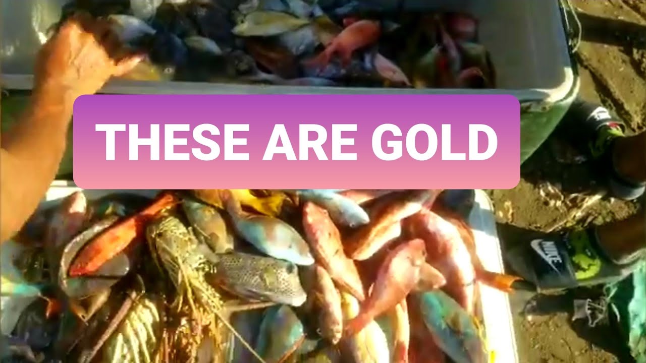 look at quality/must watch #great #catch #fish - YouTube