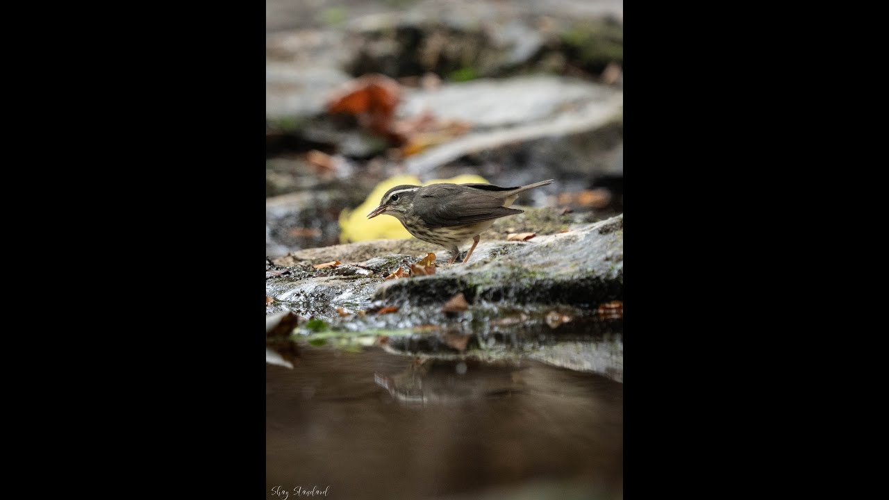 Bird Snatches Tadpole With Lightening Speed - YouTube
