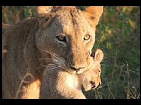 Lioness Carrying Her Cub - 30 June 2013 - Latest Sightings