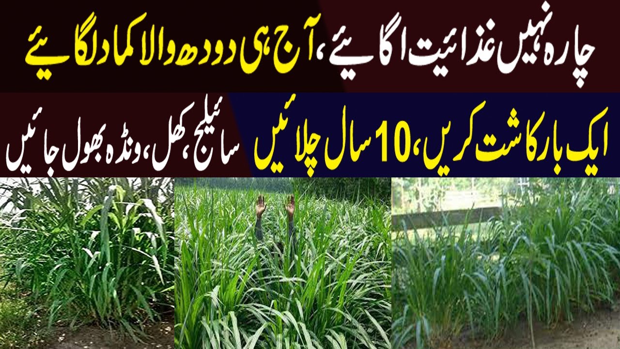 Best Animal Green Fodder | Mott Grass in Pakistan | Green Grasses for ...