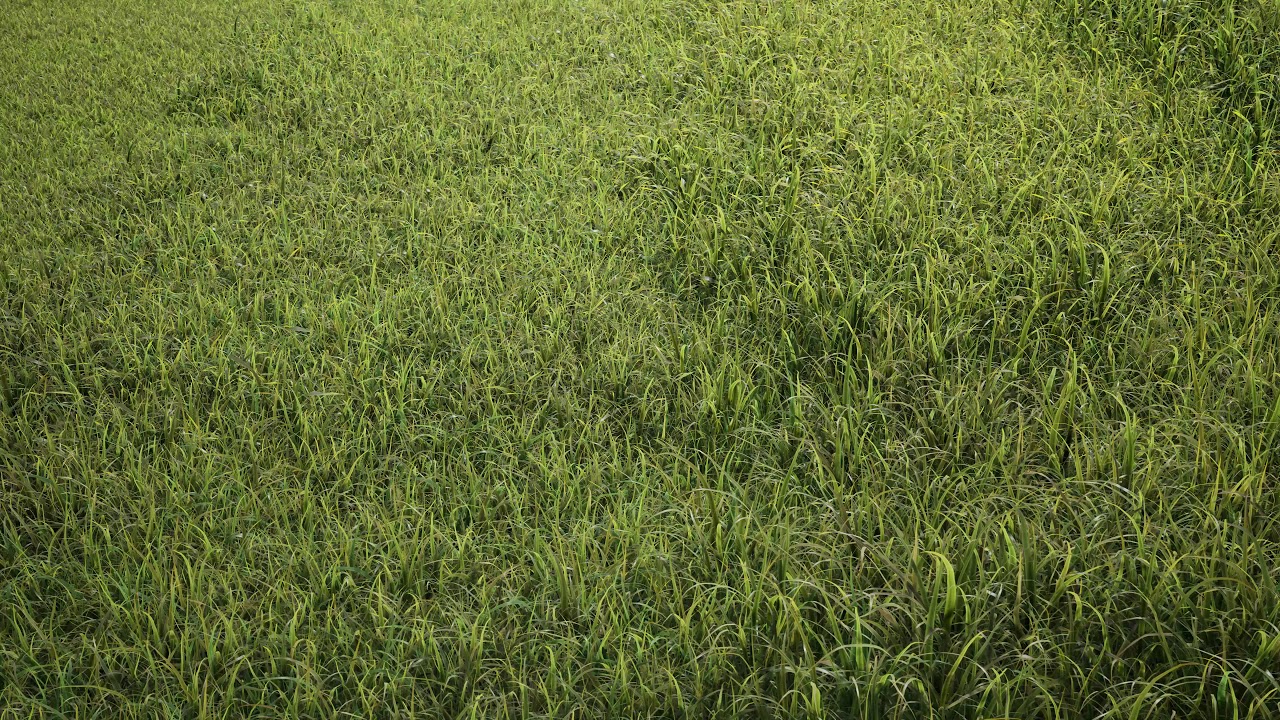 Realistic Grass Pack_ue4 - YouTube