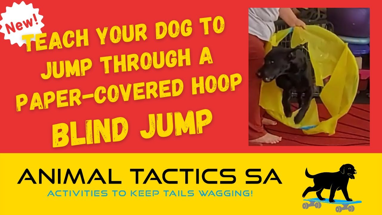 Teach Your Dog To Jump Through A Paper Covered Hoop / Blind Jump ...