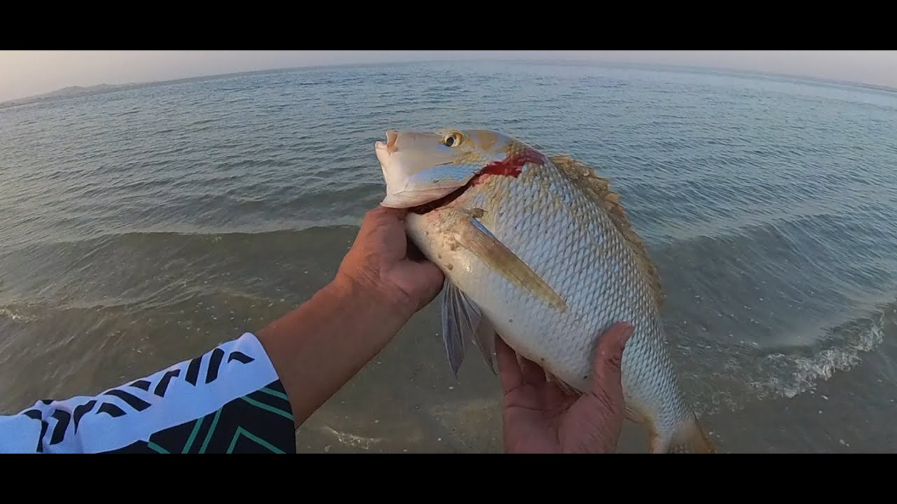 Grabi kadako sa katambak [ Big Emperor Fish ] Inlandsea Qatar - YouTube