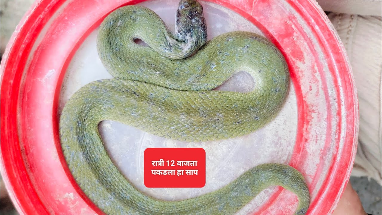 रात्री 12 वाजता पकडला हिरवा साप बिनविषारी साप #गवत्या #greengrass # ...