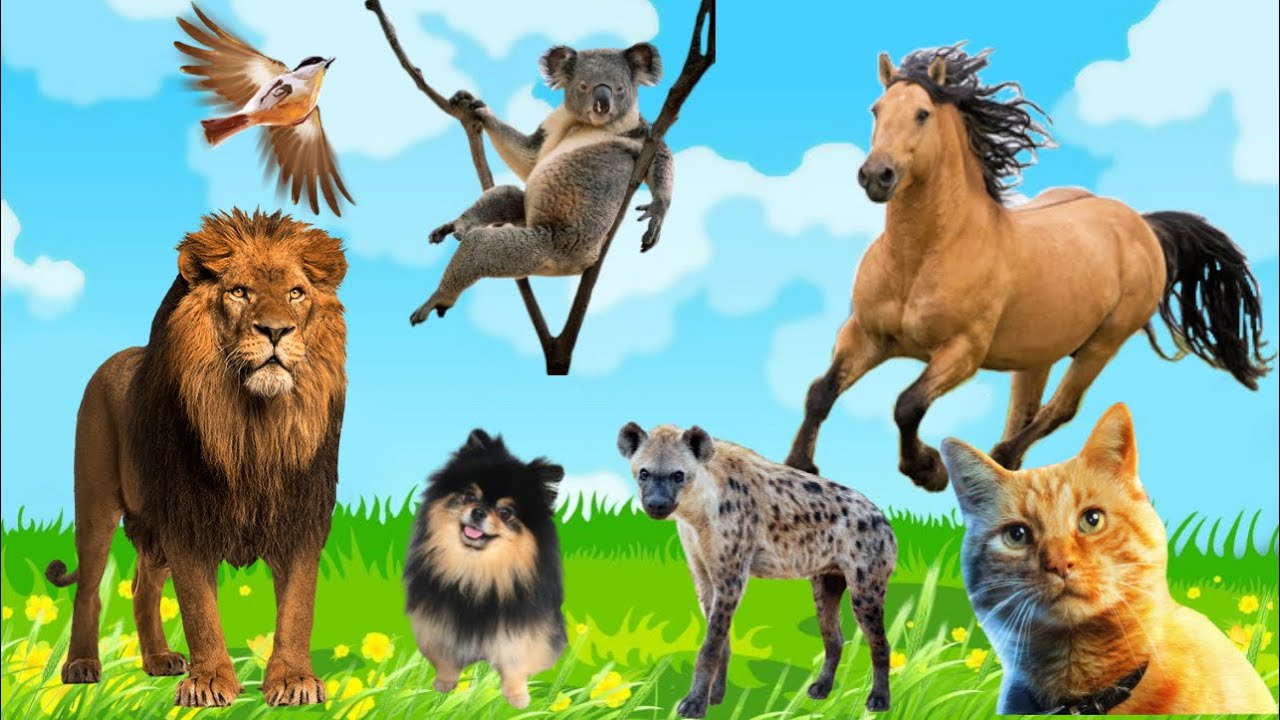 Baby farm animal moments - and sound, lion ,hyena , horse , birds , dog ...