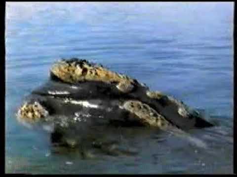 IMAX® WHALES + Making of - YouTube