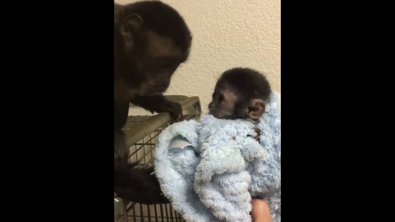 Capuchin monkey Noah 4 year old so cute grooming his 4 week old brother ...