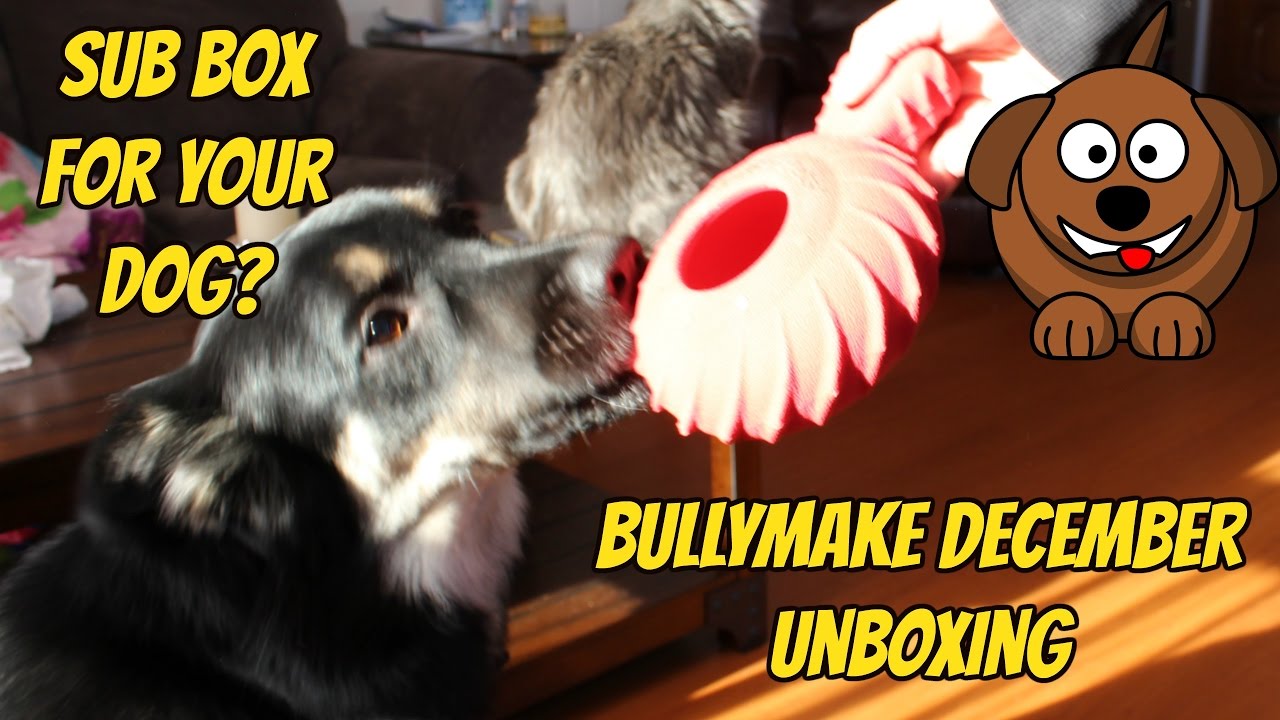 Dog Sub Box-Bullymake December Unboxing - YouTube