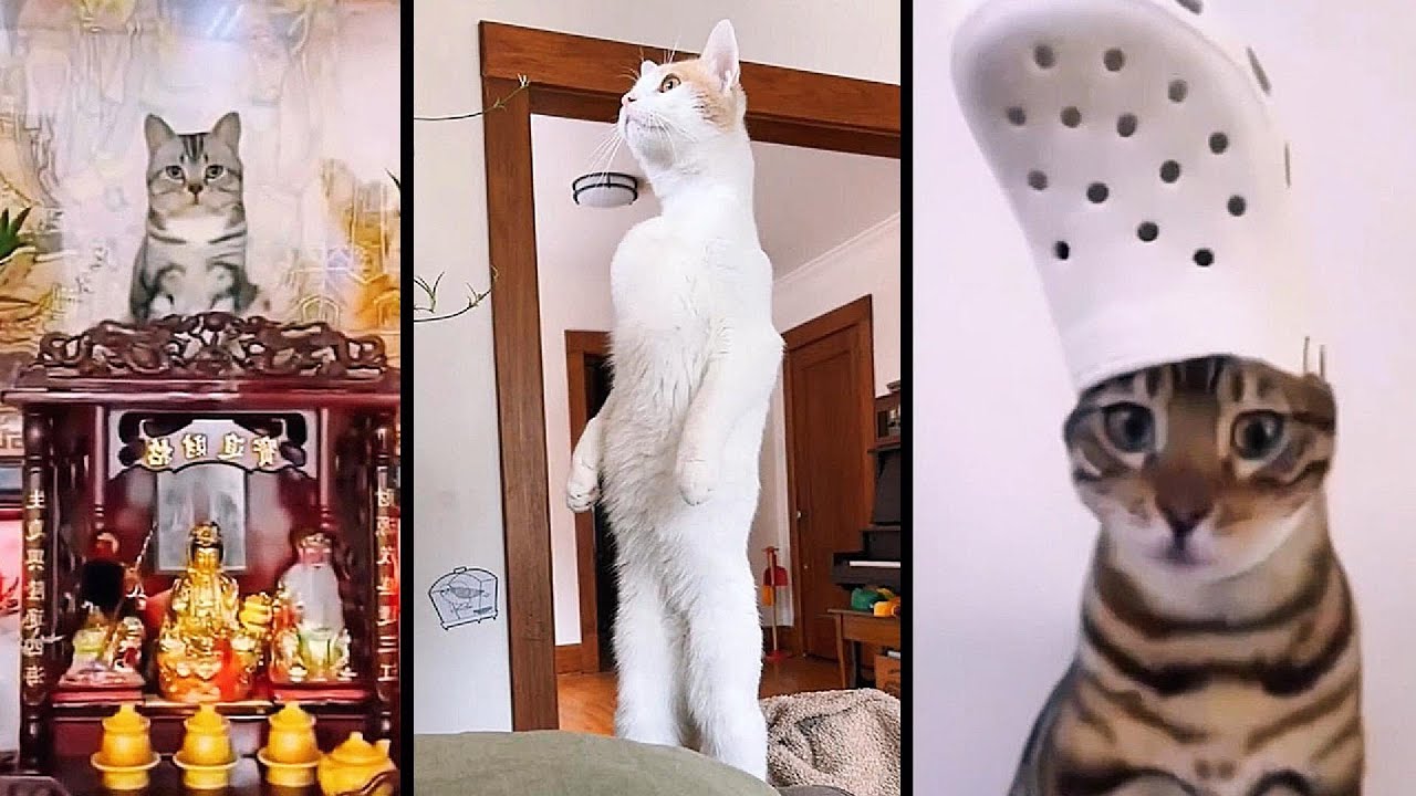Epic Cat Fails – Funniest Cat Moments Ever! - YouTube