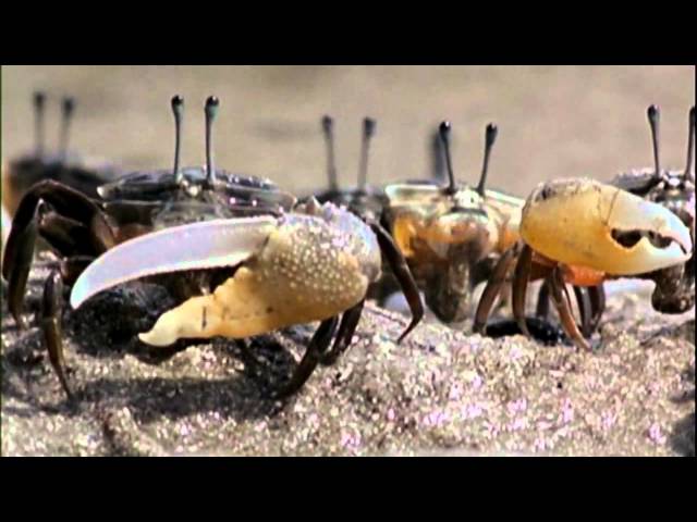 Evolution - Top Documentary Films