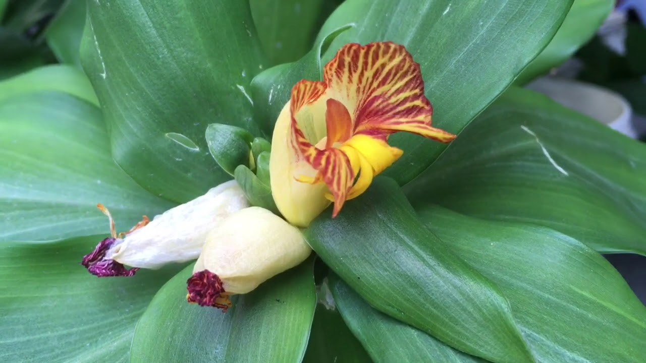 Herbal Insulin Plant Flower for Diabetes - YouTube