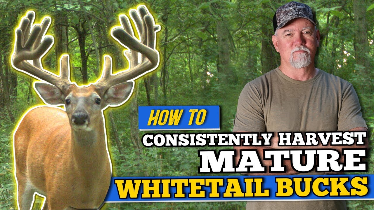 How To Harvest Mature Bucks - YouTube