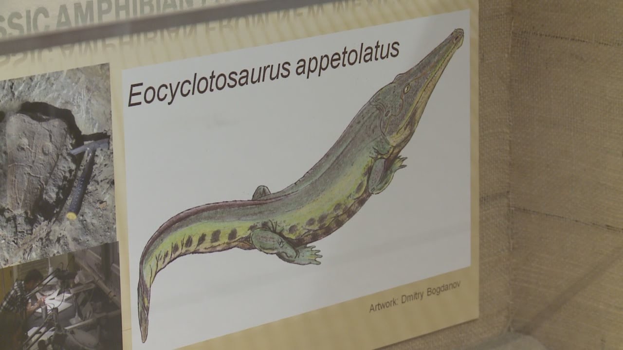 Newly-discovered ancient New Mexico creature on display - YouTube