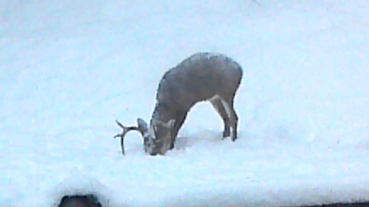 Big buck in the snow. 12/26/2012 - YouTube