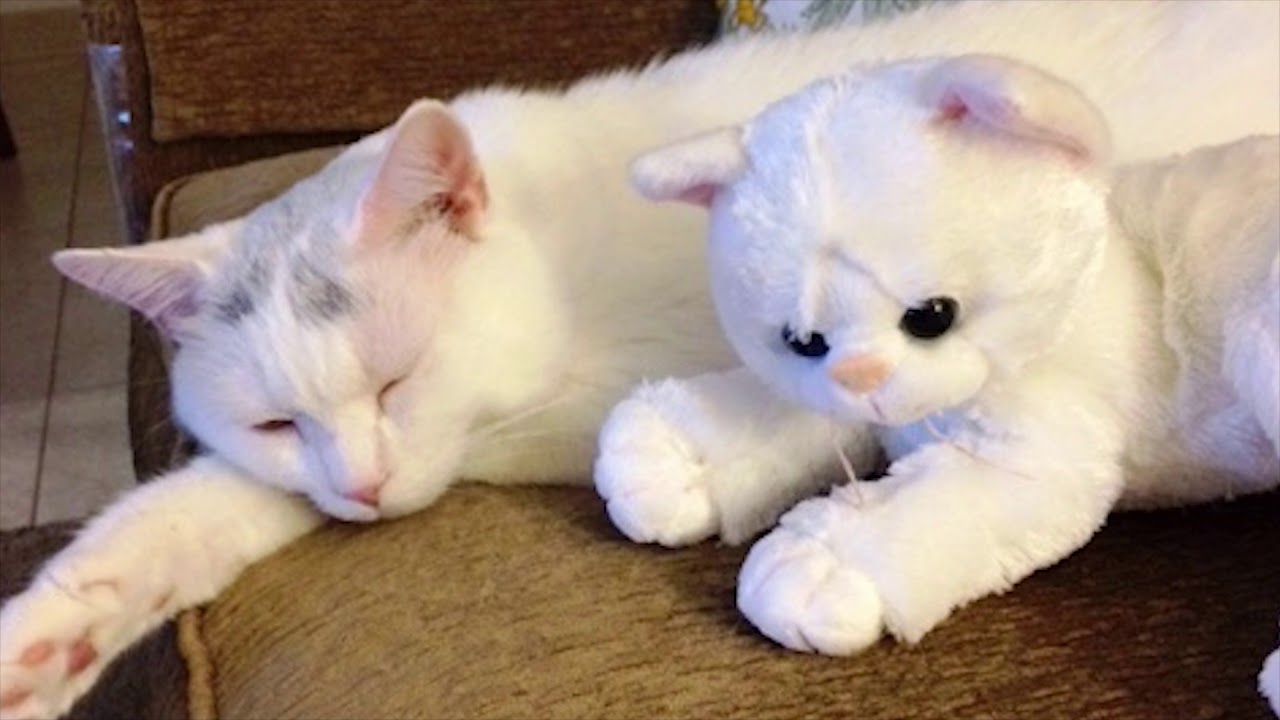 The Cat Connection 2017 v2 - YouTube