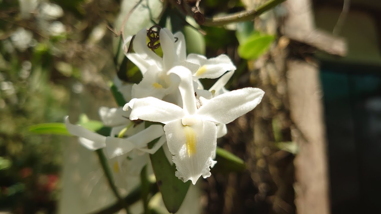 Dendrobium crumenatum atau anggrek merpati dari Kebumen, Jawa Tengah ...
