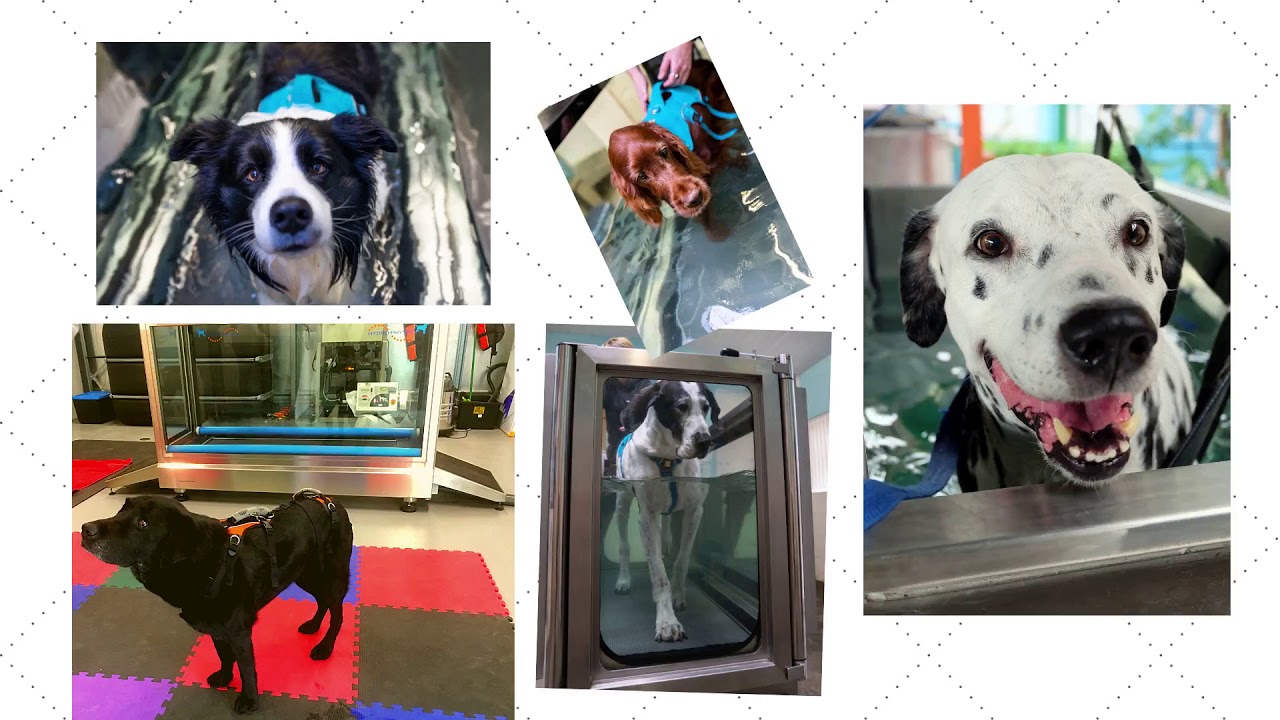 HANDS4PAWS PET THERAPY - YouTube