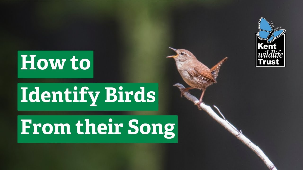 How to identify birds from their songs! - YouTube