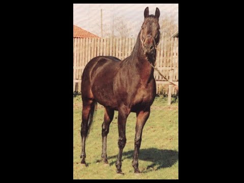 Barbar - 1989 Çaldıran Koşusu