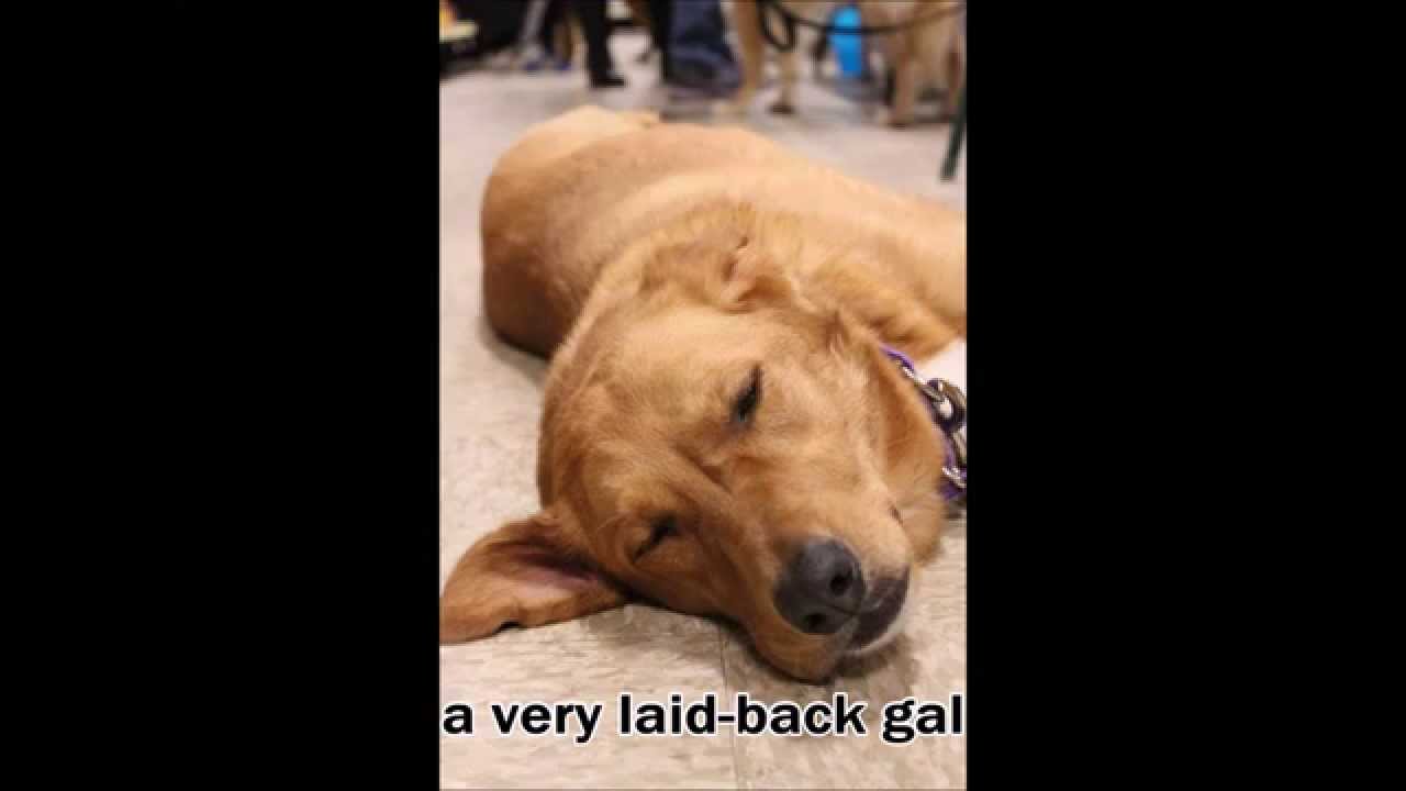 Gretchen, Golden Retriever Rescue Resource, GRRR Inc. - YouTube