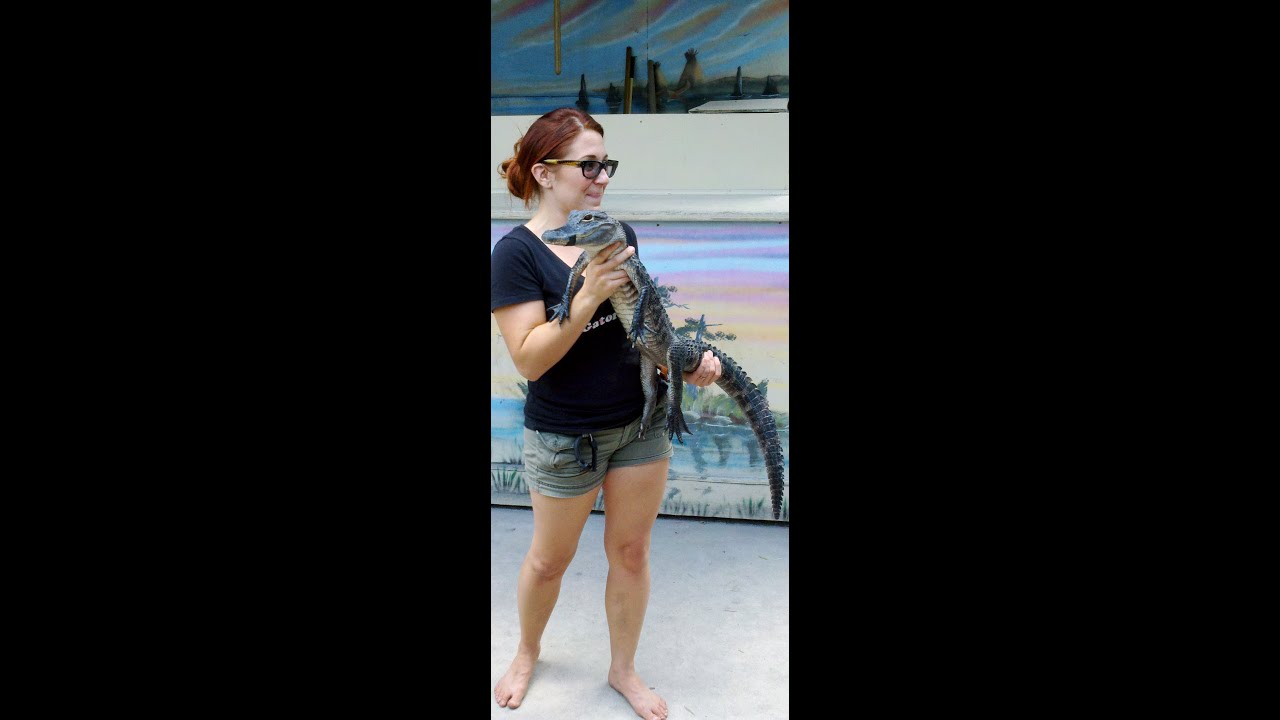 The Everglades Holiday Park Tour - An Alligator Wrestling demonstration ...