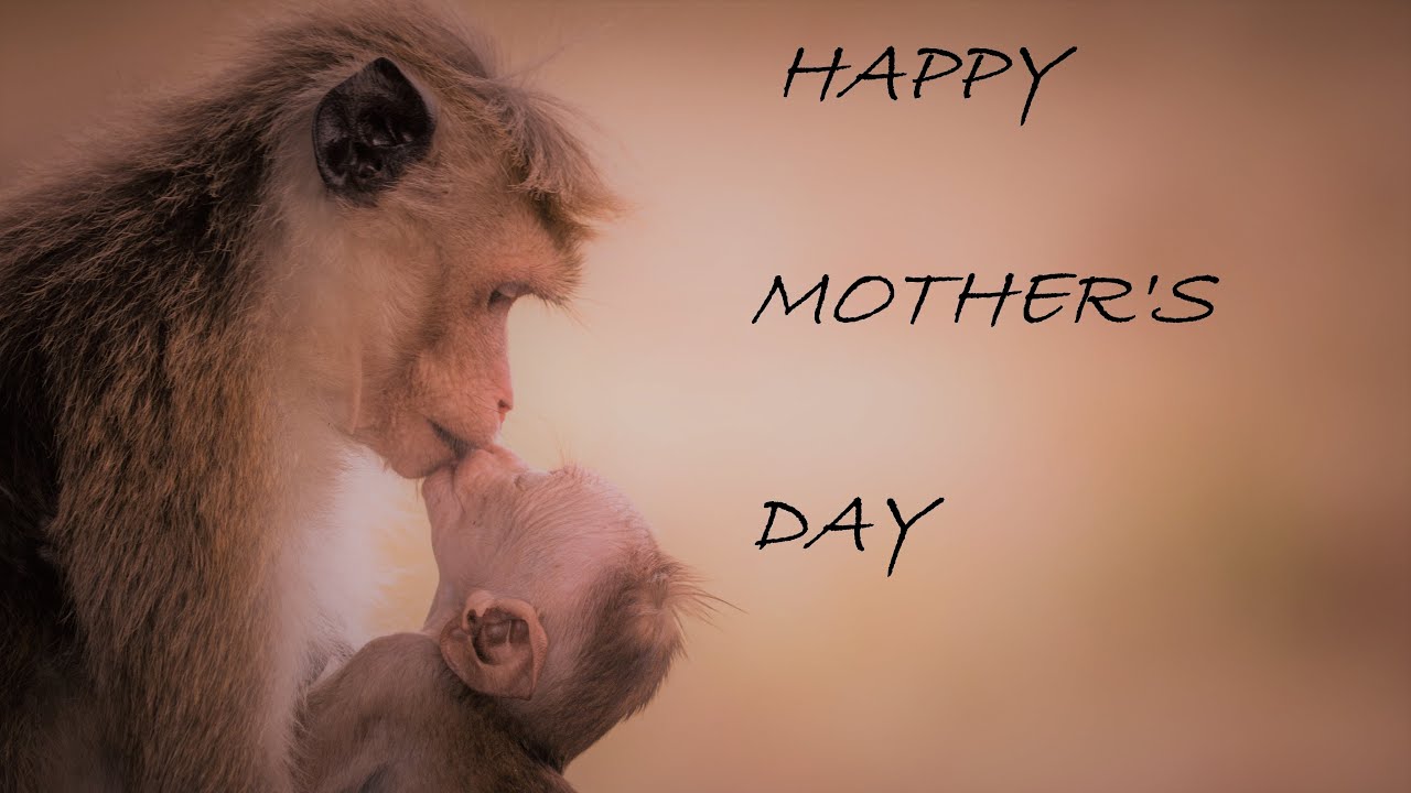 Mother's day in animal kingdom - YouTube