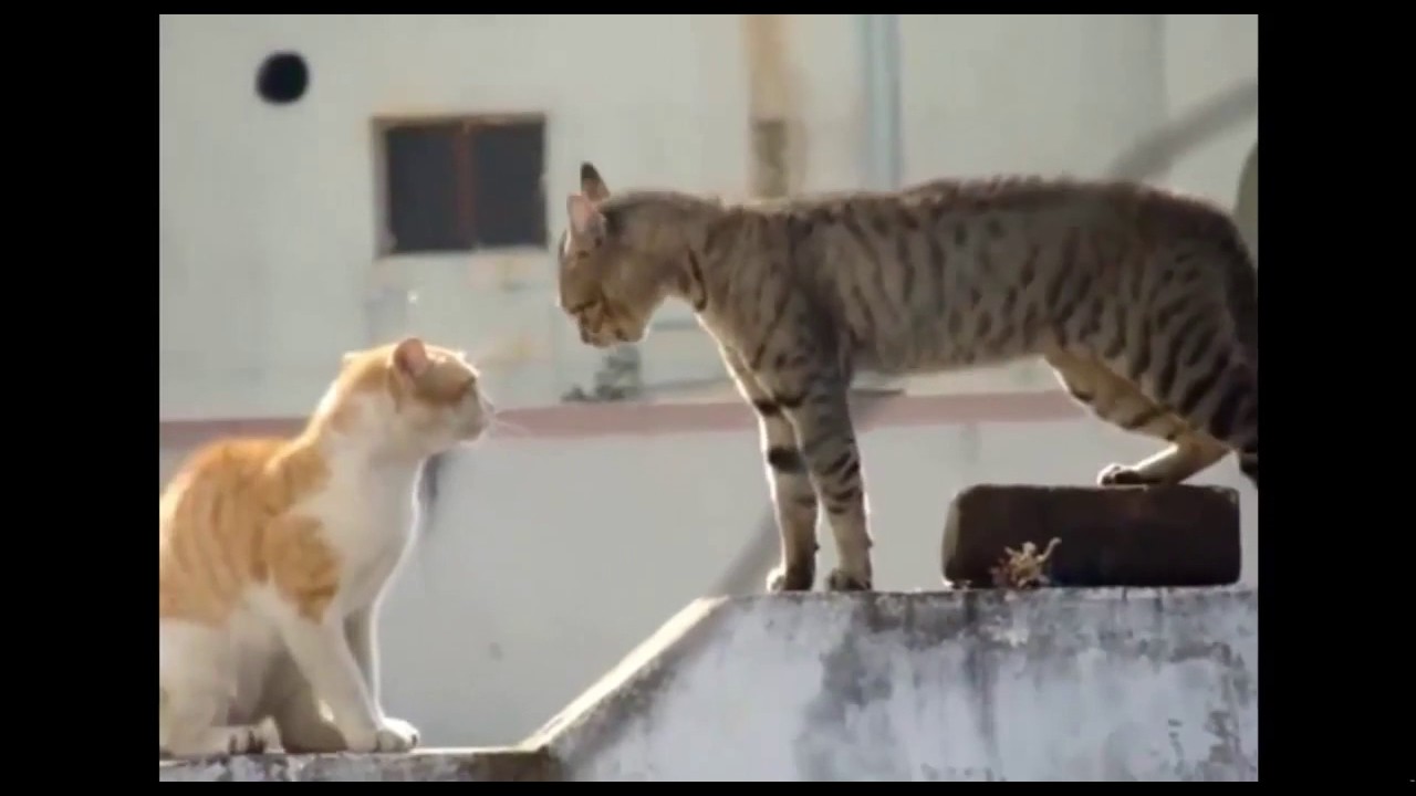 kATEBIS BAZARI [GINEBA] - YouTube