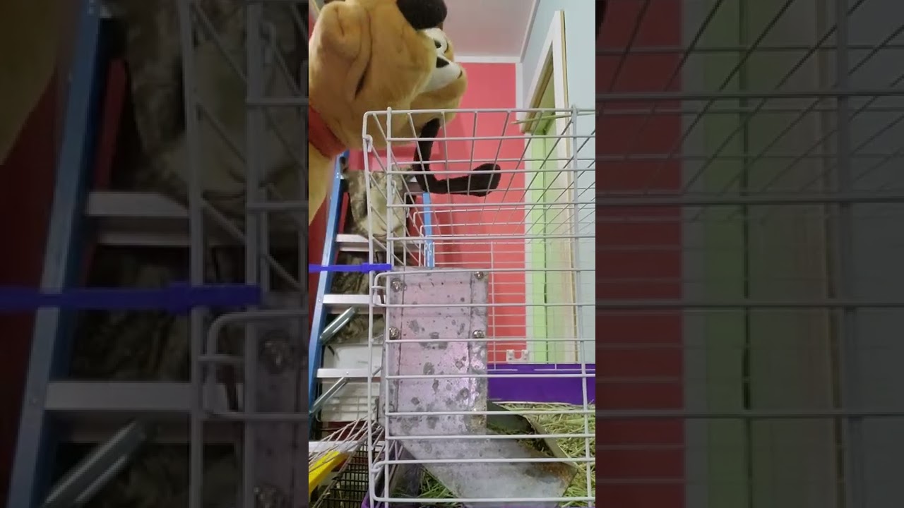 Pluto puppet destroyed the rabbit 🐇 cage - YouTube