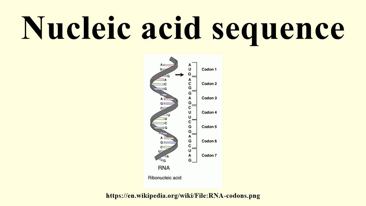 Nucleic Acid Structure Sequence at Todd Reno blog Nucleic Acid Structure Sequence at Todd Reno blog