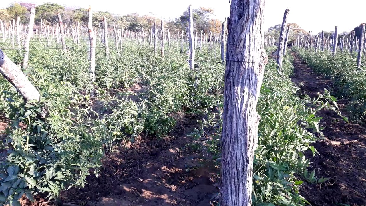 Taguta Farm KWEKWE - YouTube