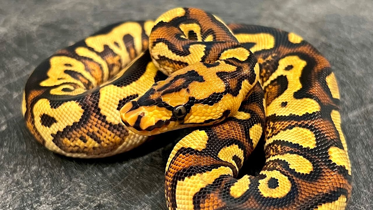 Is This Really It? How Do We Know How to ID Redstripe And YB? - YouTube