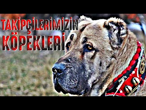 TAKİPÇİLERİMİZİN EFSANE KANGAL/AKBAŞ/MALAKLI/ANADOLU ÇOBAN KÖPEKLERİ