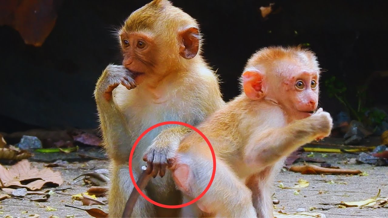 Good. Sister monkey Rainbow is taking care of baby monkey Leo when baby ...