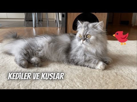 Kediler ve kuşlar beraber yaşayabilir mi⁉️