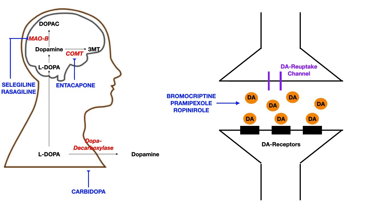 Pharmacology - PARKINSON'S DRUGS - YouTube