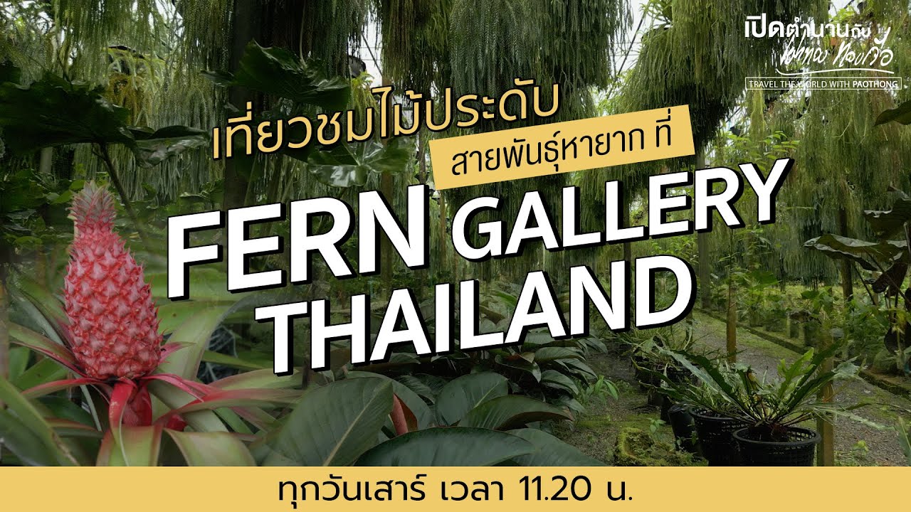 เที่ยวชมไม้ประดับหายาก ที่ "Fern Gallery Thailand" | เปิดตำนานกับเผ่า ...