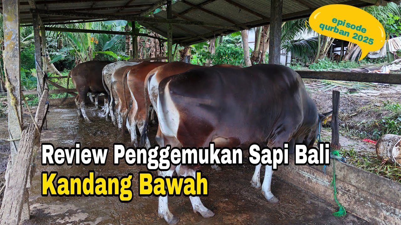 Review Penggemukan Sapi Bali di Kandang Sapi Balikpapan Kalimantan ...