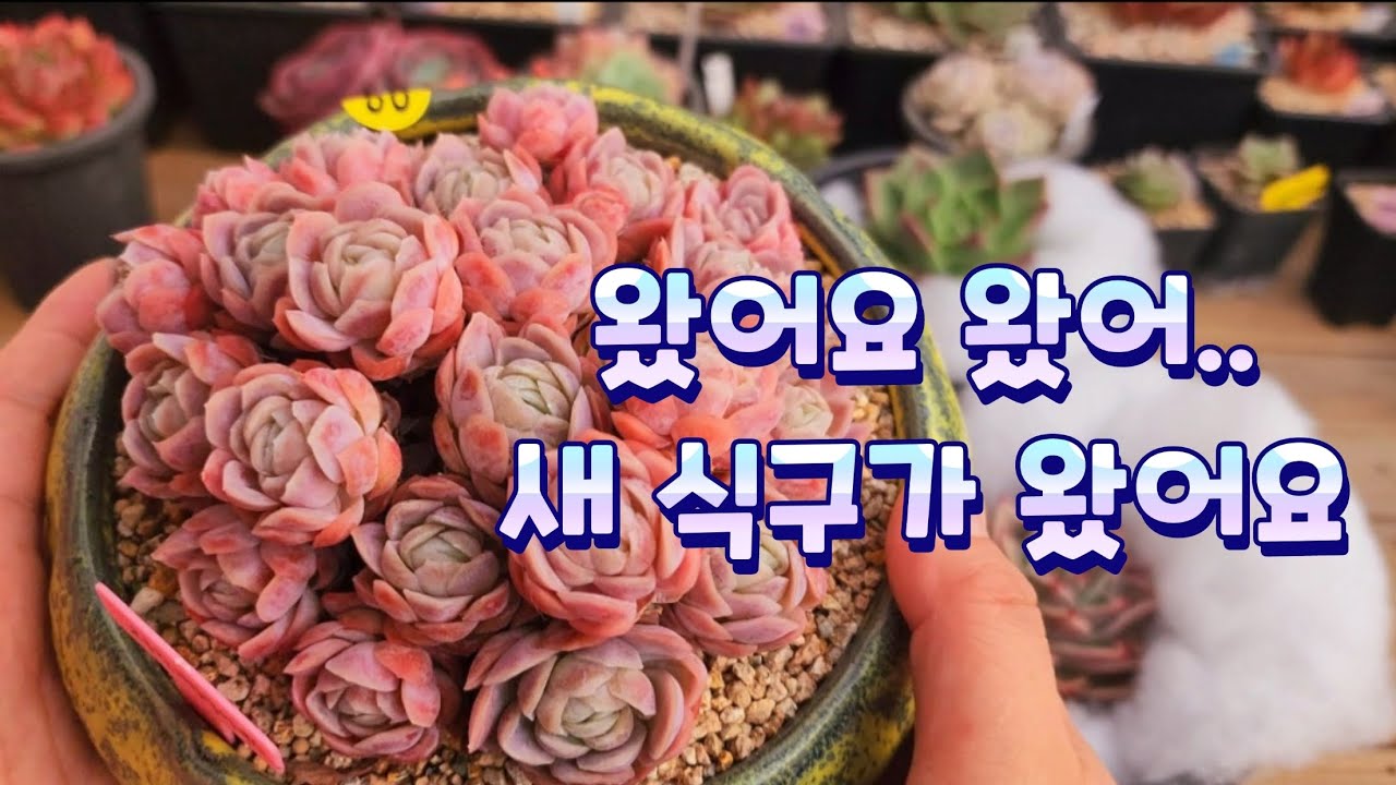 초보다육맘 환희다육 실방에서 구입한 다육이가 왔어요 같이 구경해요 다육이 다육일기 다육식물