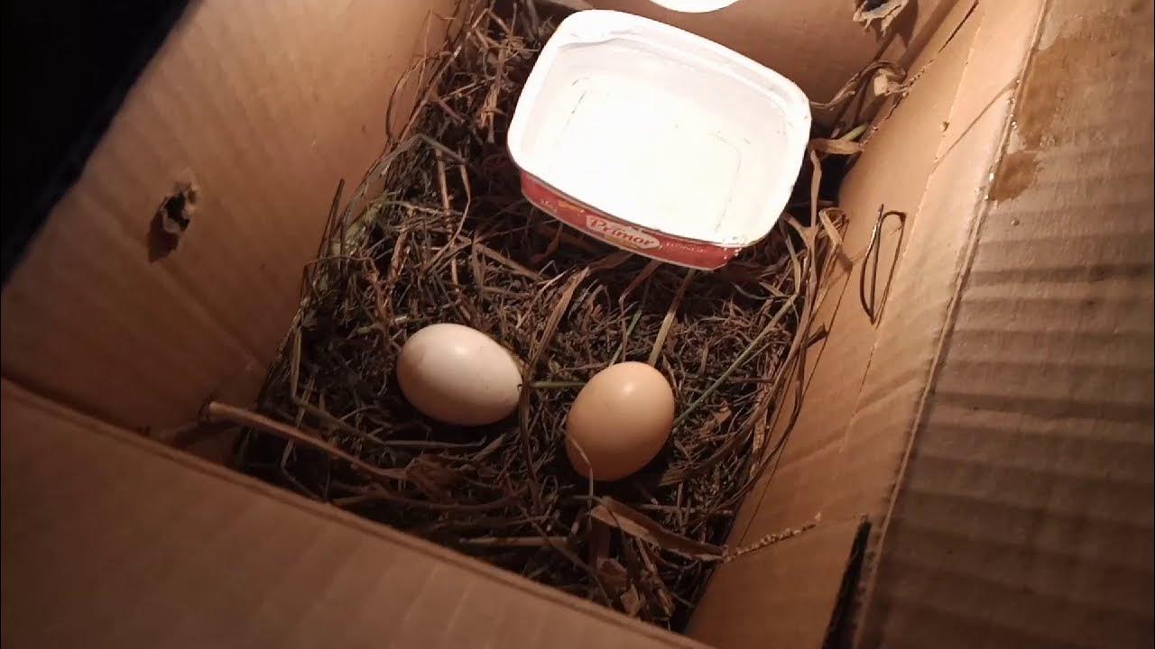 COMO FAZER UMA CHOCADEIRA DE PAPELÃO SEM TERMOMETRO APRENDA AGORA PASSO A PASSO - YouTube