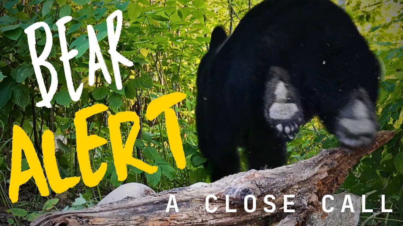 Bear Alert! - A Close Call With Full Footage of the Unexpected Visitor ...