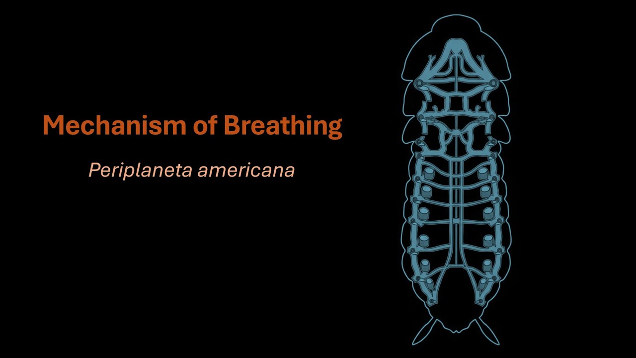 Mechanism of Breathing | Periplaneta americana | Zoology | Grade 11 ...